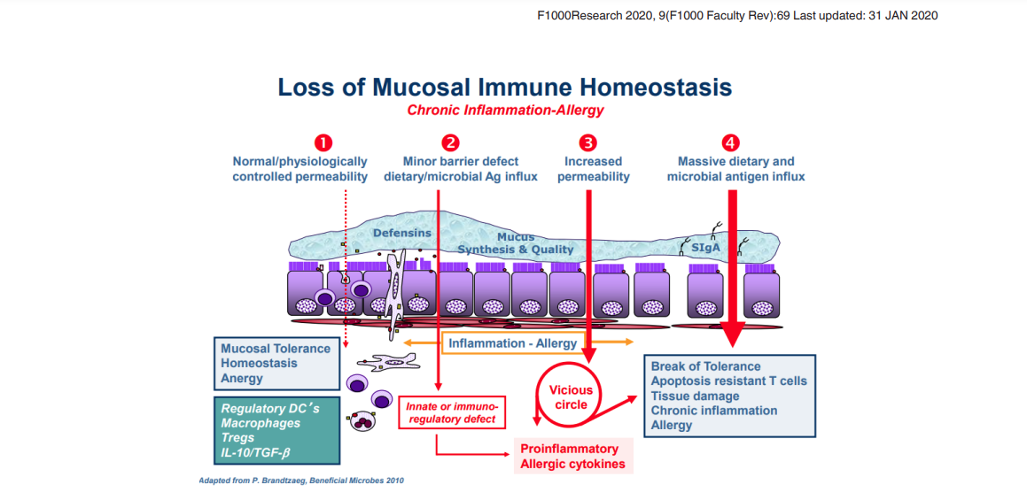 El Intestino Permeable, leaky gut. Sintomas, tests y cura.